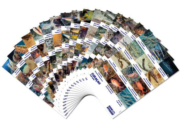 Curacao - Riff-Führer – Dive Sticker